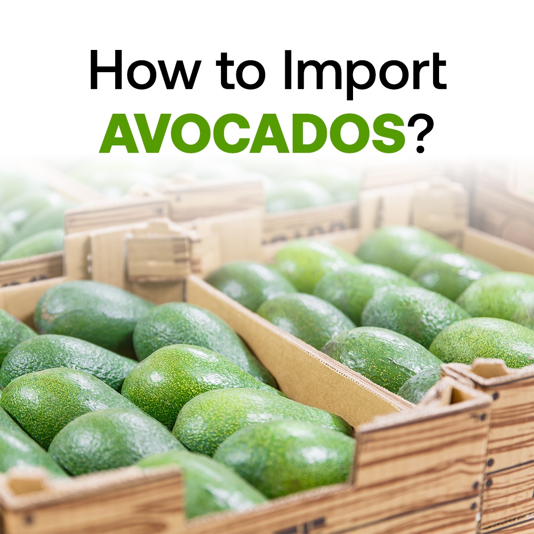 How to Import Avocados? | TRADEATLAS